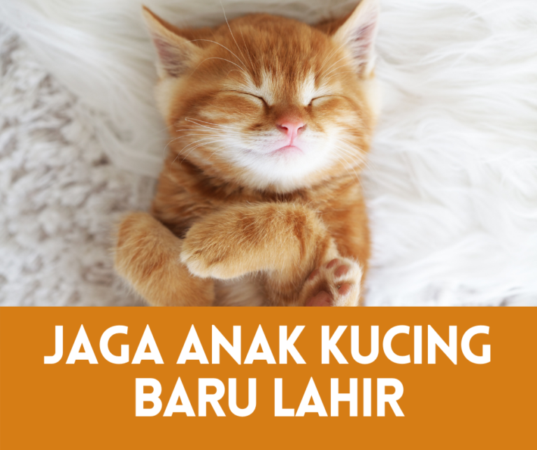 6 Cara Jaga Anak Kucing Baru Lahir 2025 • Semuanya Tentang Kucing