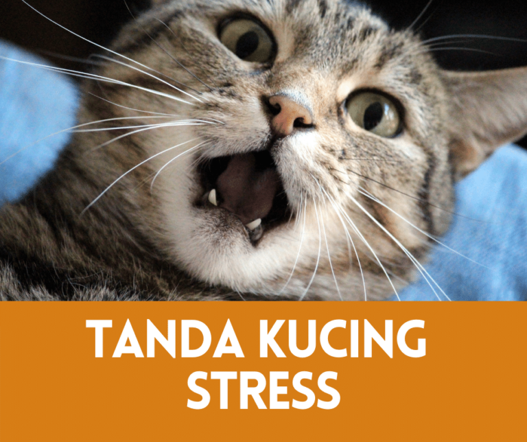 Tanda Kucing Stress | 5 Punca & Cara Mengatasinya 2025