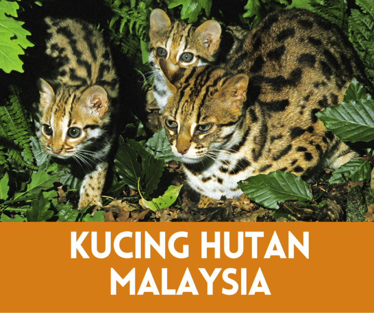 Kucing Hutan Malaysia (Gambar) 2025 • Semuanya Tentang Kucing