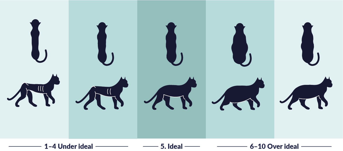 Makanan Kucing Untuk Gemuk & Sihat 2022 • Semuanya Tentang Kucing