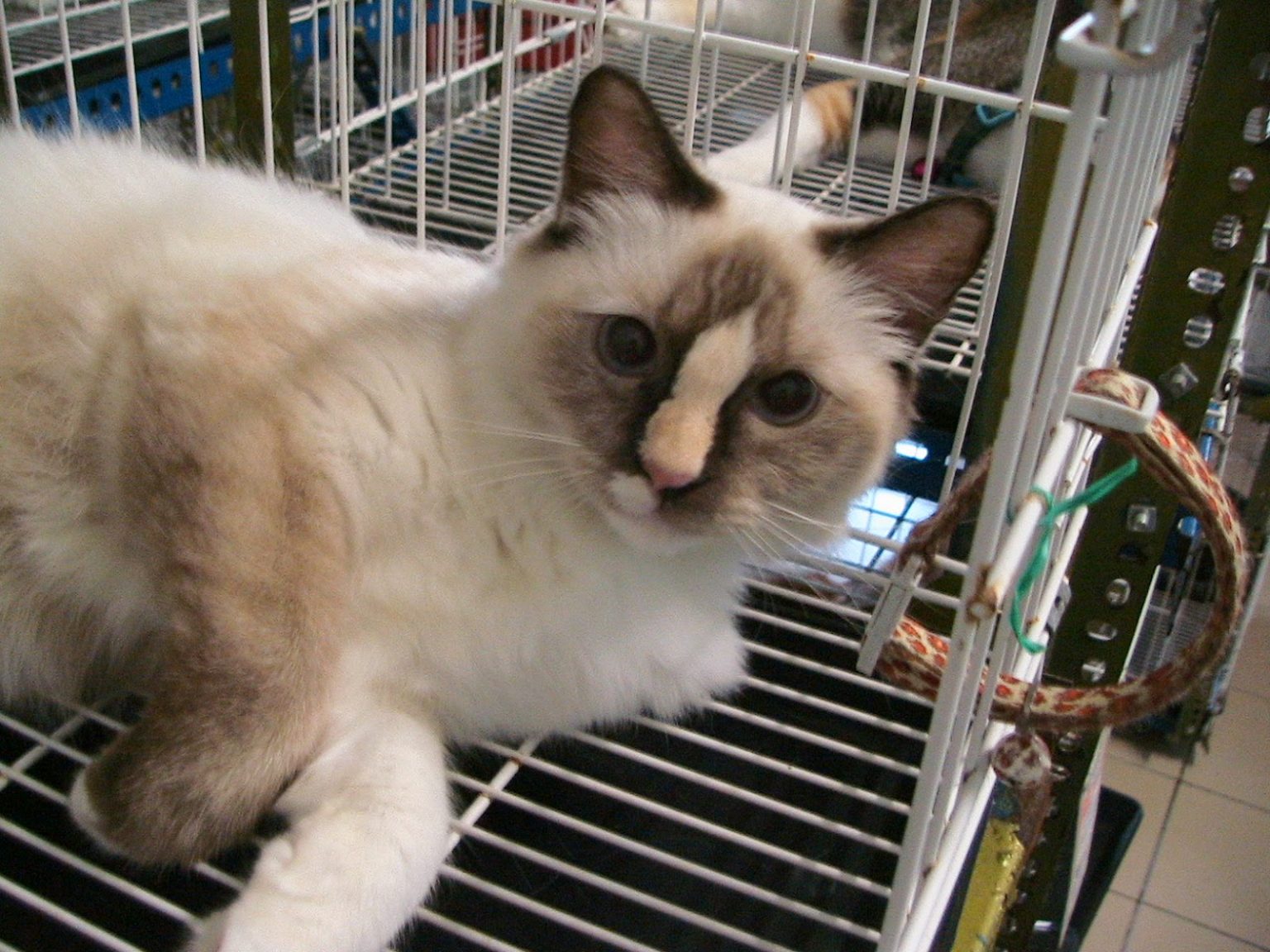 Kucing Baka DLH Malaysia (2025)