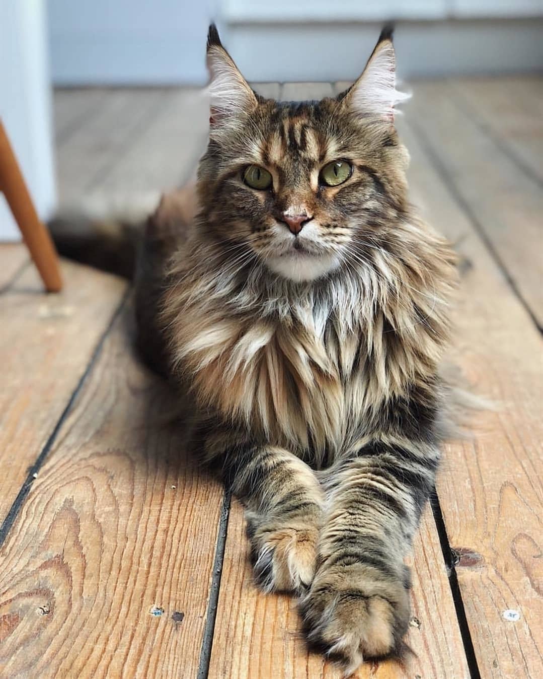 Kucing Baka Maine Coon & Harganya (2024)