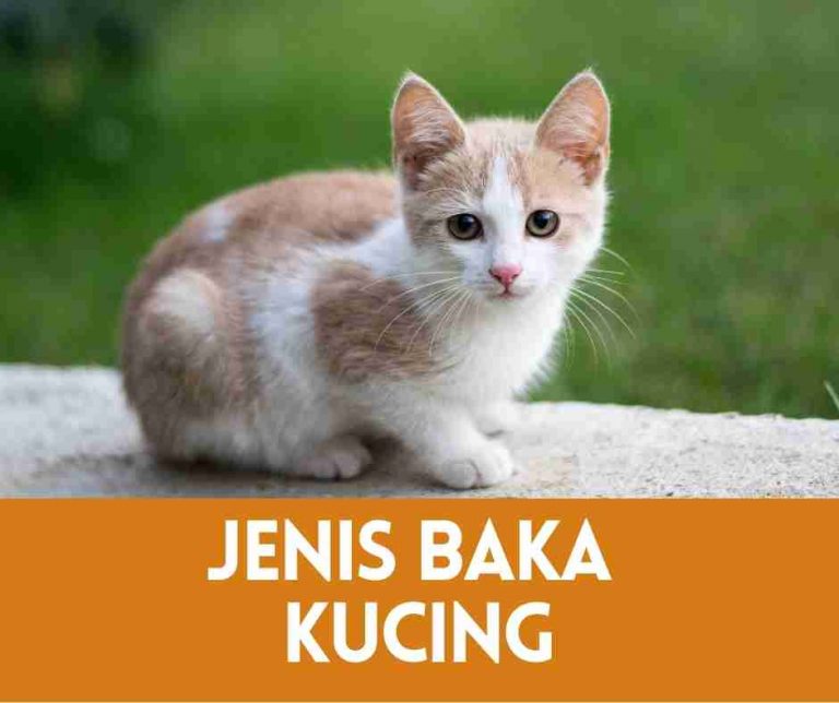 Baka Kucing Popular (2025)