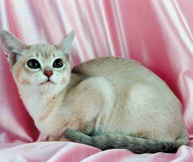 Kucing Muka Penyek & Comel (2024)