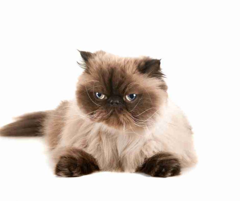 Kucing Muka Penyek & Comel (2024)