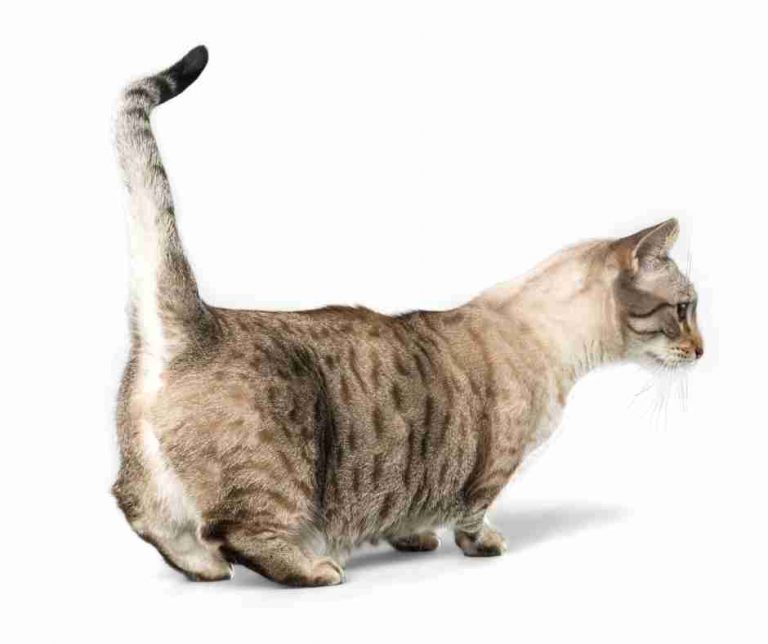 Kucing Muka Penyek & Comel (2024)