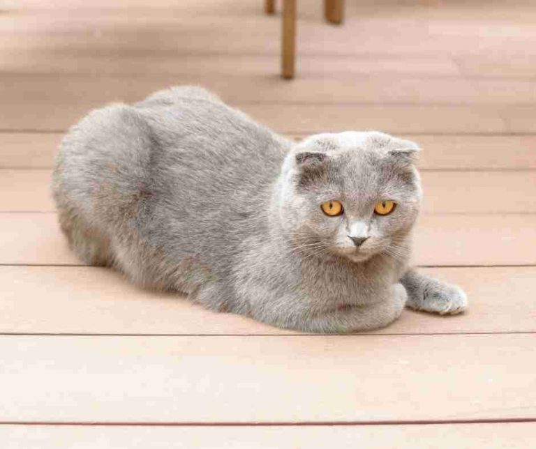 Kucing Muka Penyek & Comel (2024)