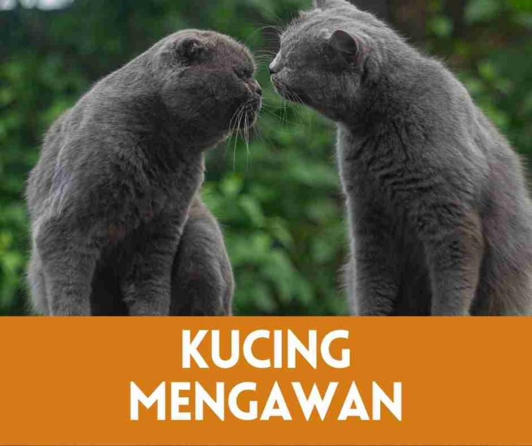 Kucing Mengawan Apa Perlu Buat? (2025)