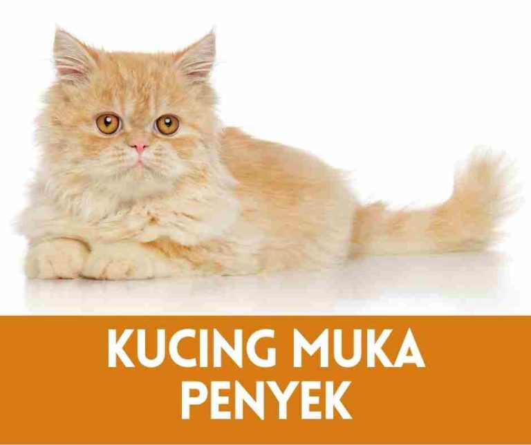 Kucing Muka Penyek & Comel (2024)
